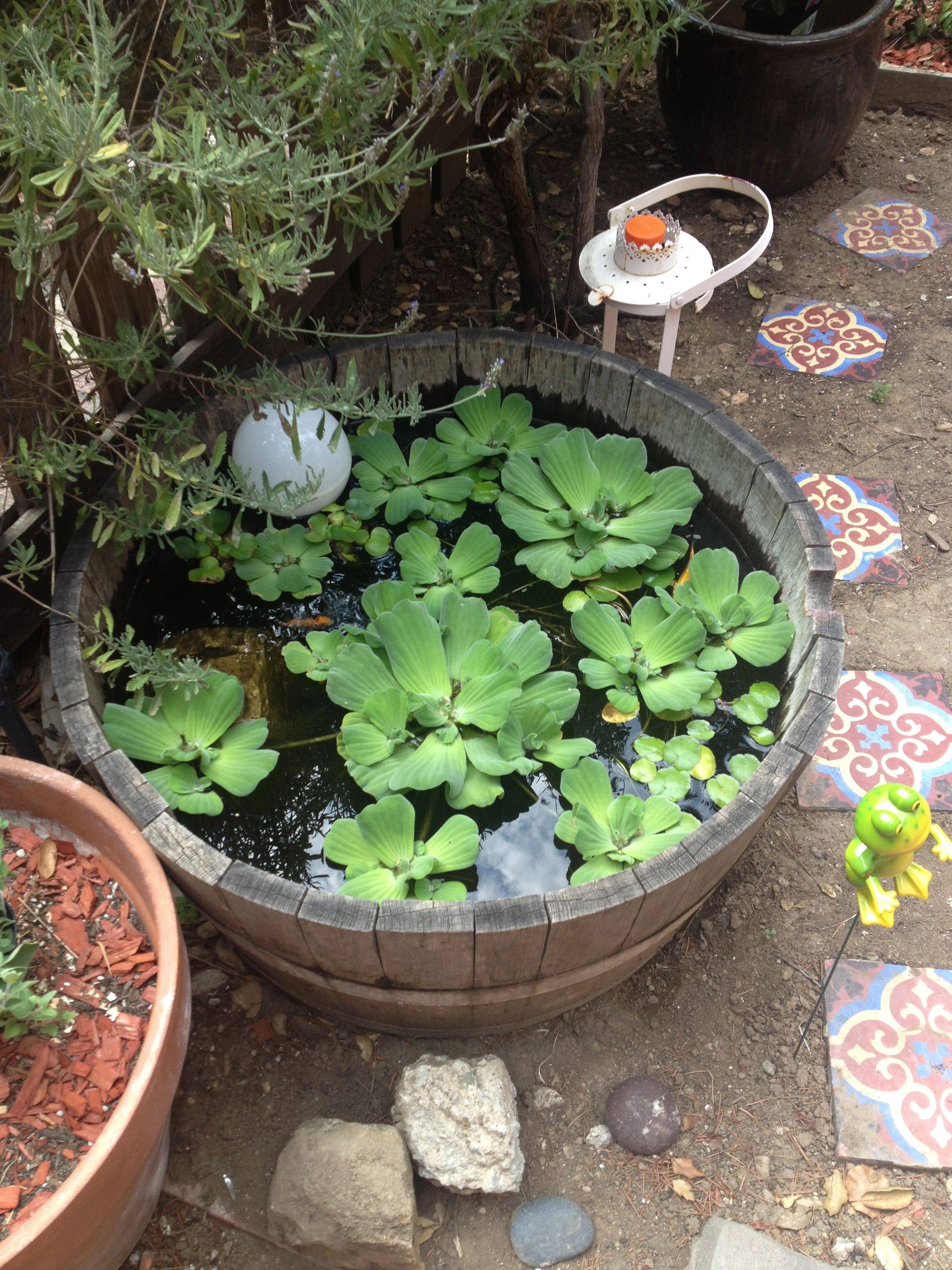 20 Container Water Garden Pond Ideas Worth a Look | SharonSable