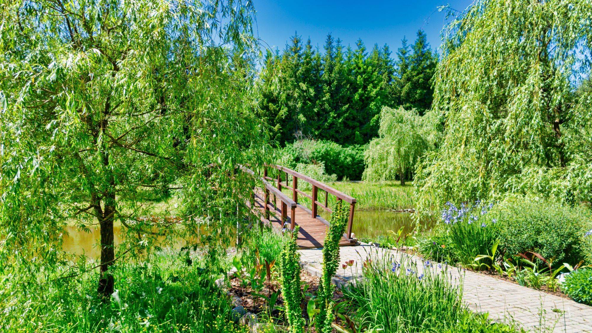 18 Willow Tree Garden Ideas Worth to Check | SharonSable