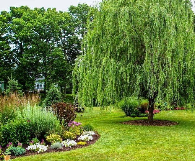 18 Willow Tree Garden Ideas Worth to Check | SharonSable