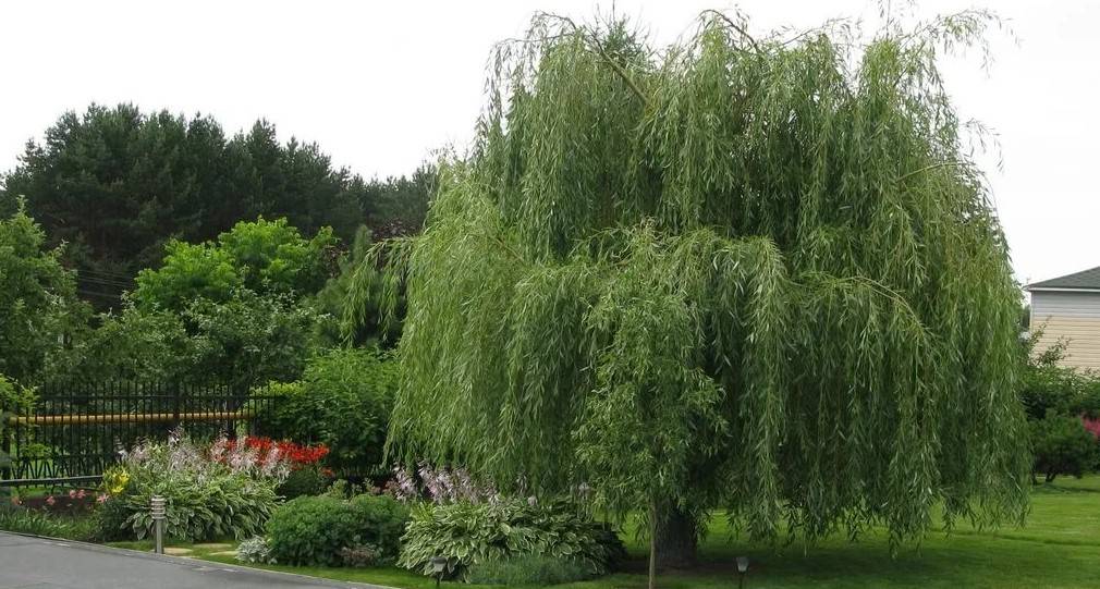 18 Willow Tree Garden Ideas Worth to Check | SharonSable
