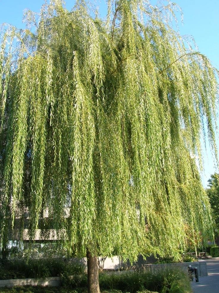 18 Willow Tree Garden Ideas Worth to Check | SharonSable