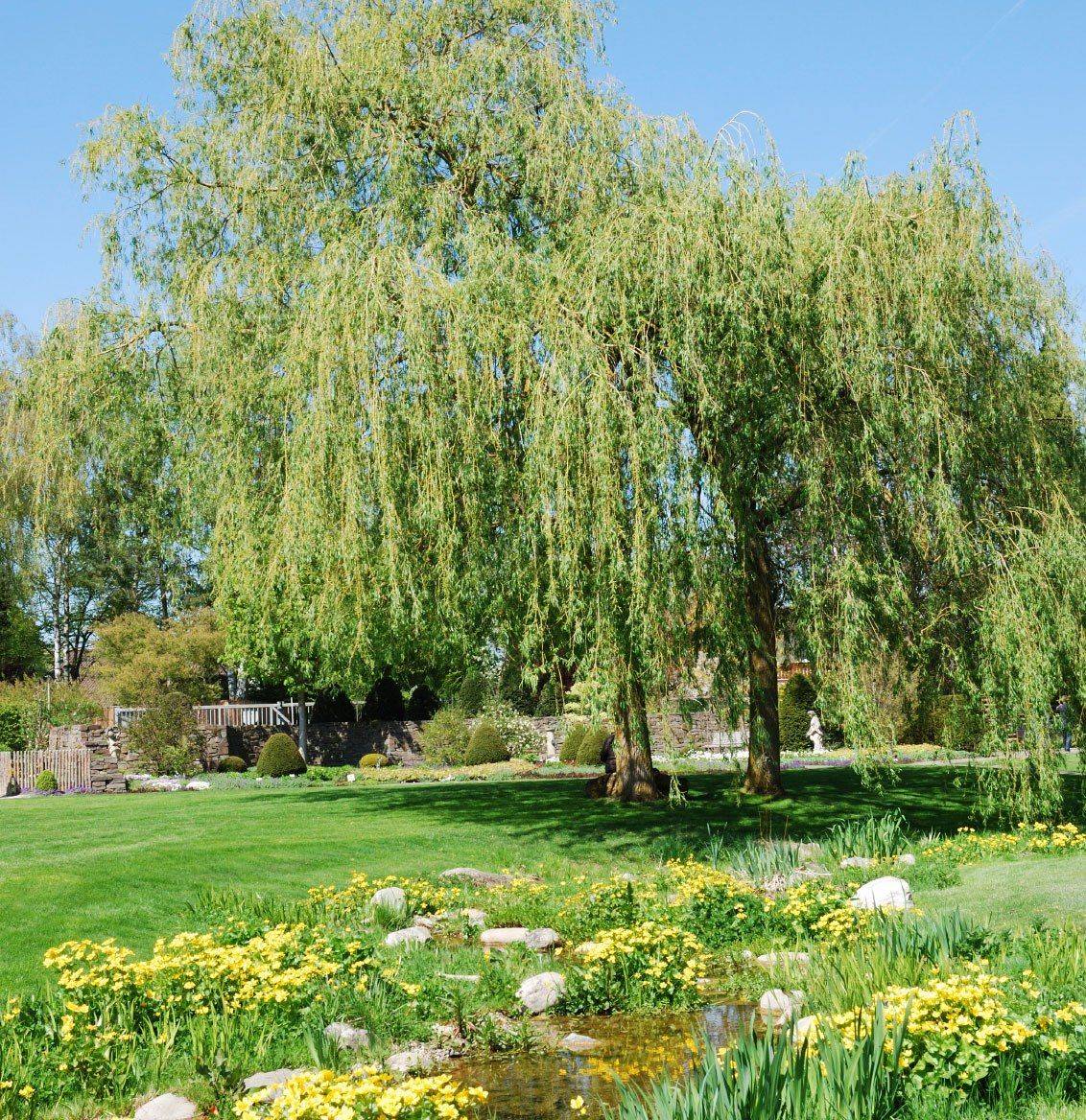 18 Willow Tree Garden Ideas Worth to Check | SharonSable