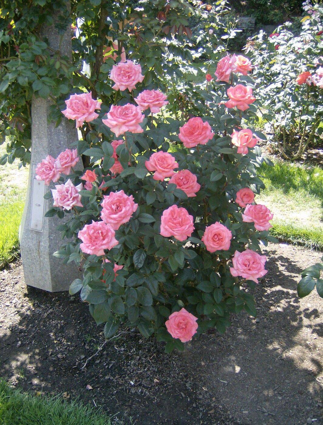 23 Tea Rose Garden Ideas You Must Look | SharonSable