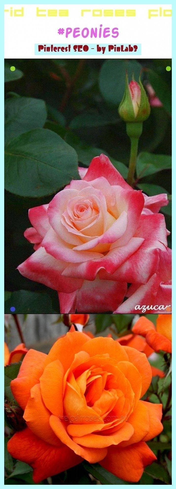 23 Tea Rose Garden Ideas You Must Look | SharonSable