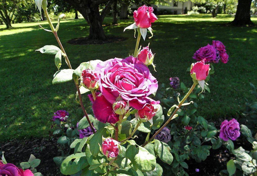 23 Tea Rose Garden Ideas You Must Look | SharonSable