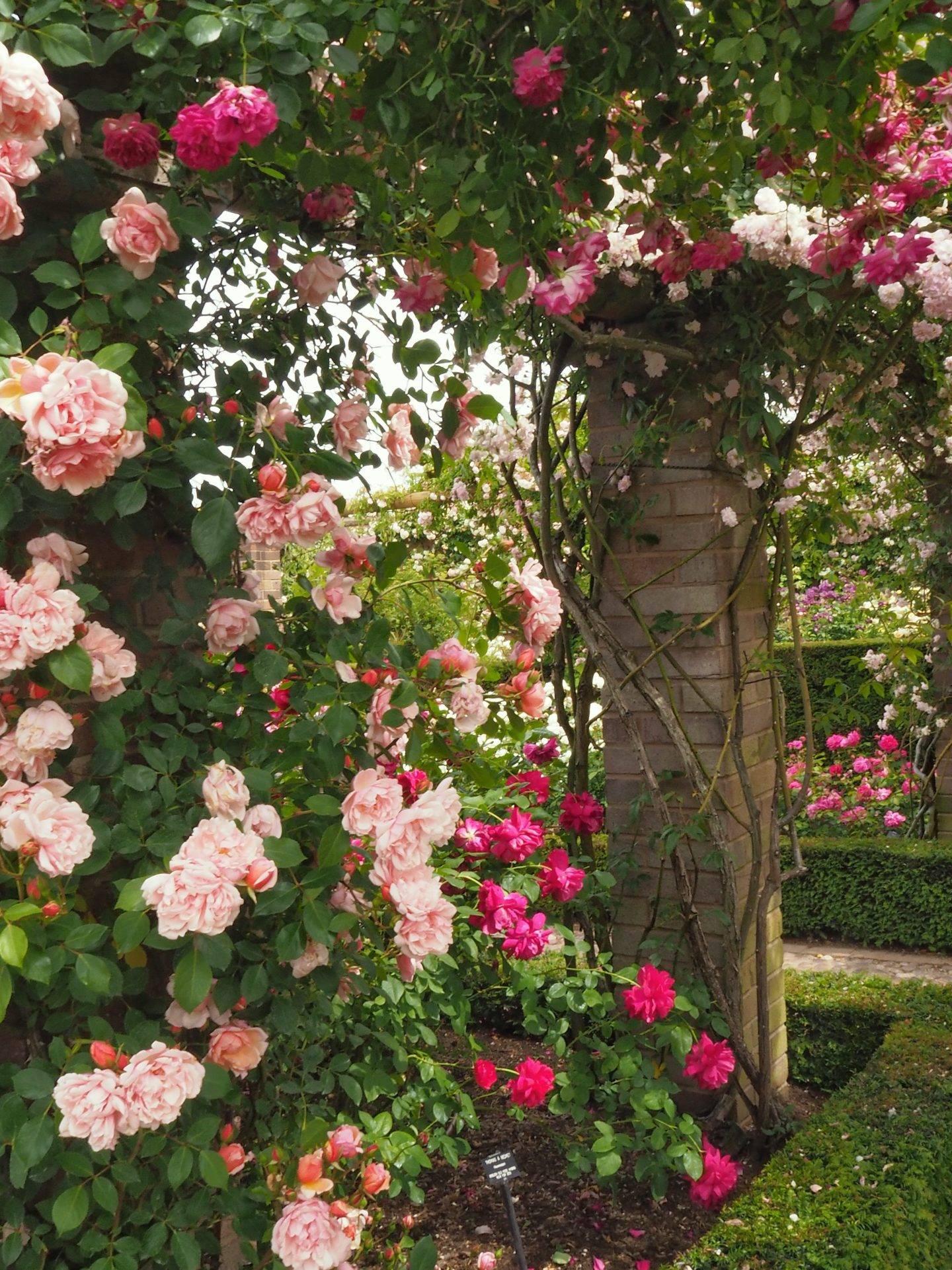 23 Tea Rose Garden Ideas You Must Look | SharonSable