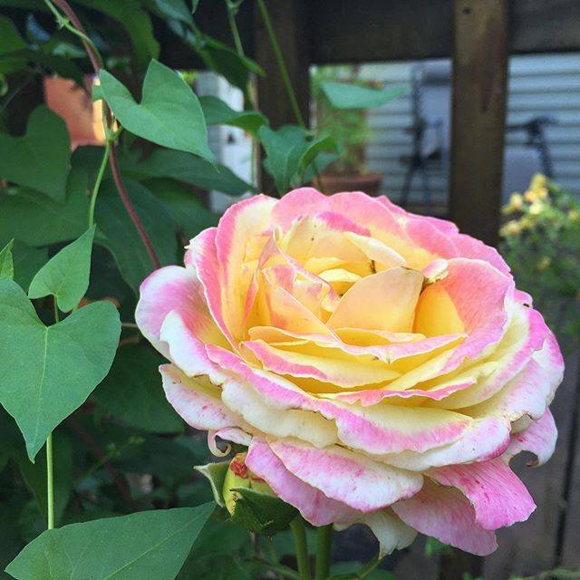 23 Tea Rose Garden Ideas You Must Look | SharonSable