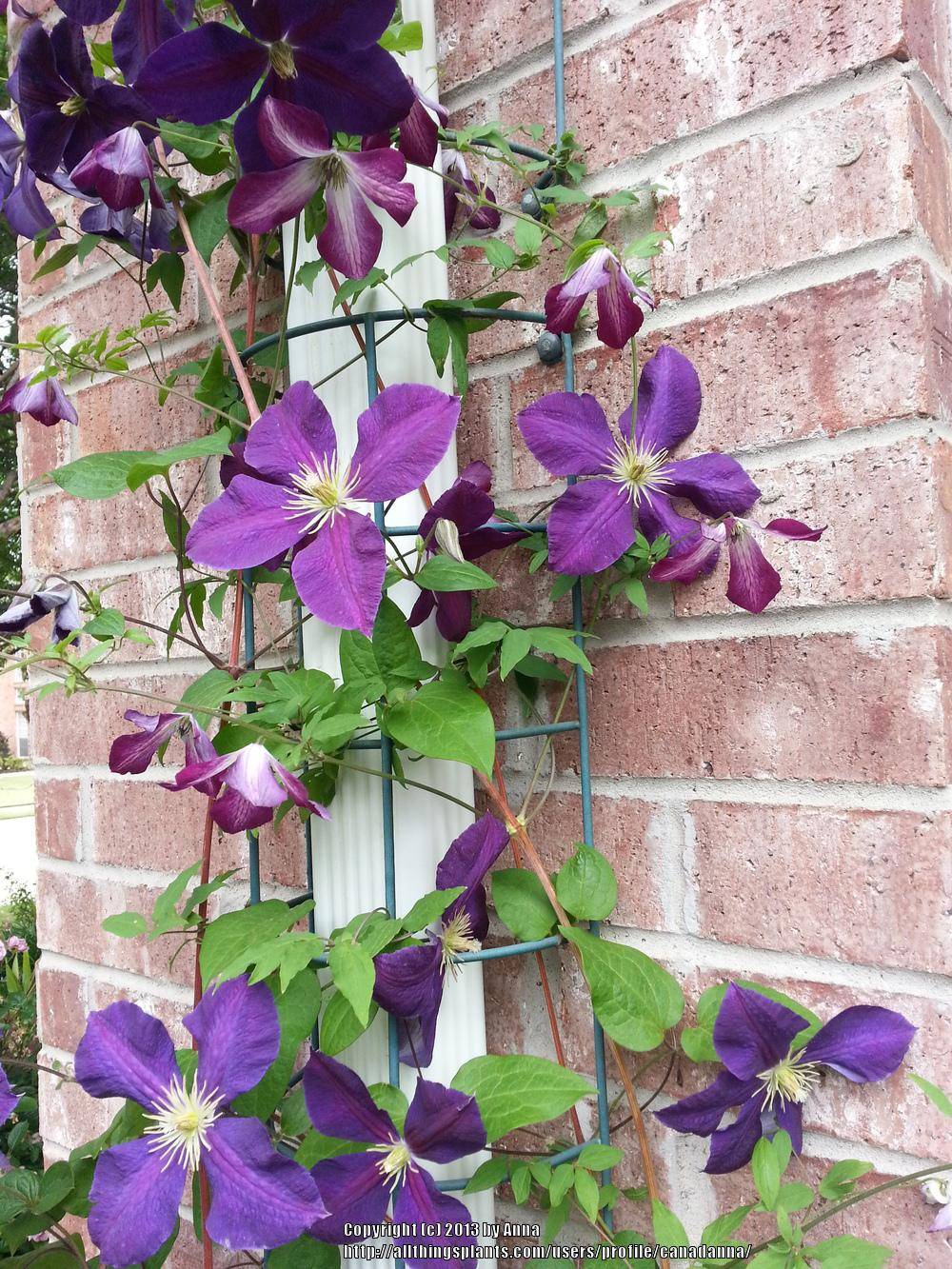 19 Clematis Garden Ideas Worth to Check | SharonSable