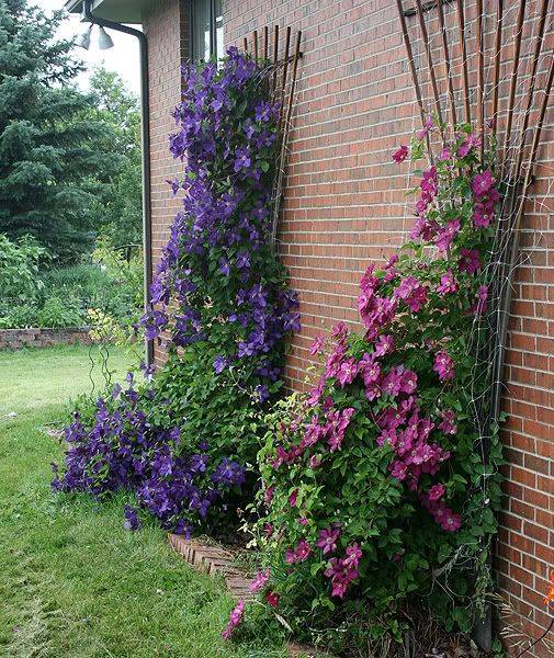 19 Clematis Garden Ideas Worth to Check | SharonSable