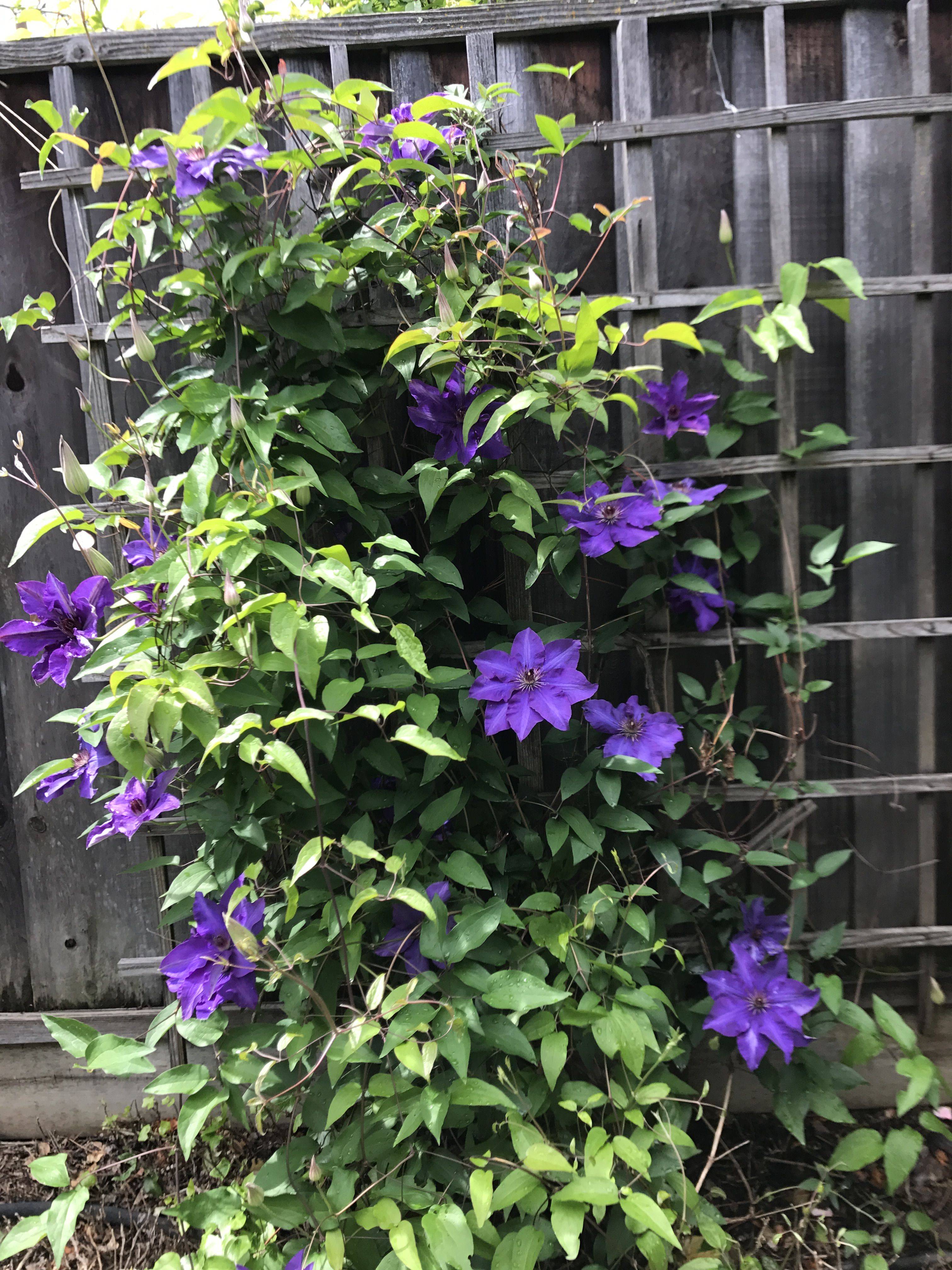 19 Clematis Garden Ideas Worth to Check | SharonSable