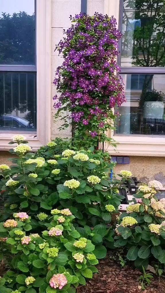 19 Clematis Garden Ideas Worth to Check | SharonSable