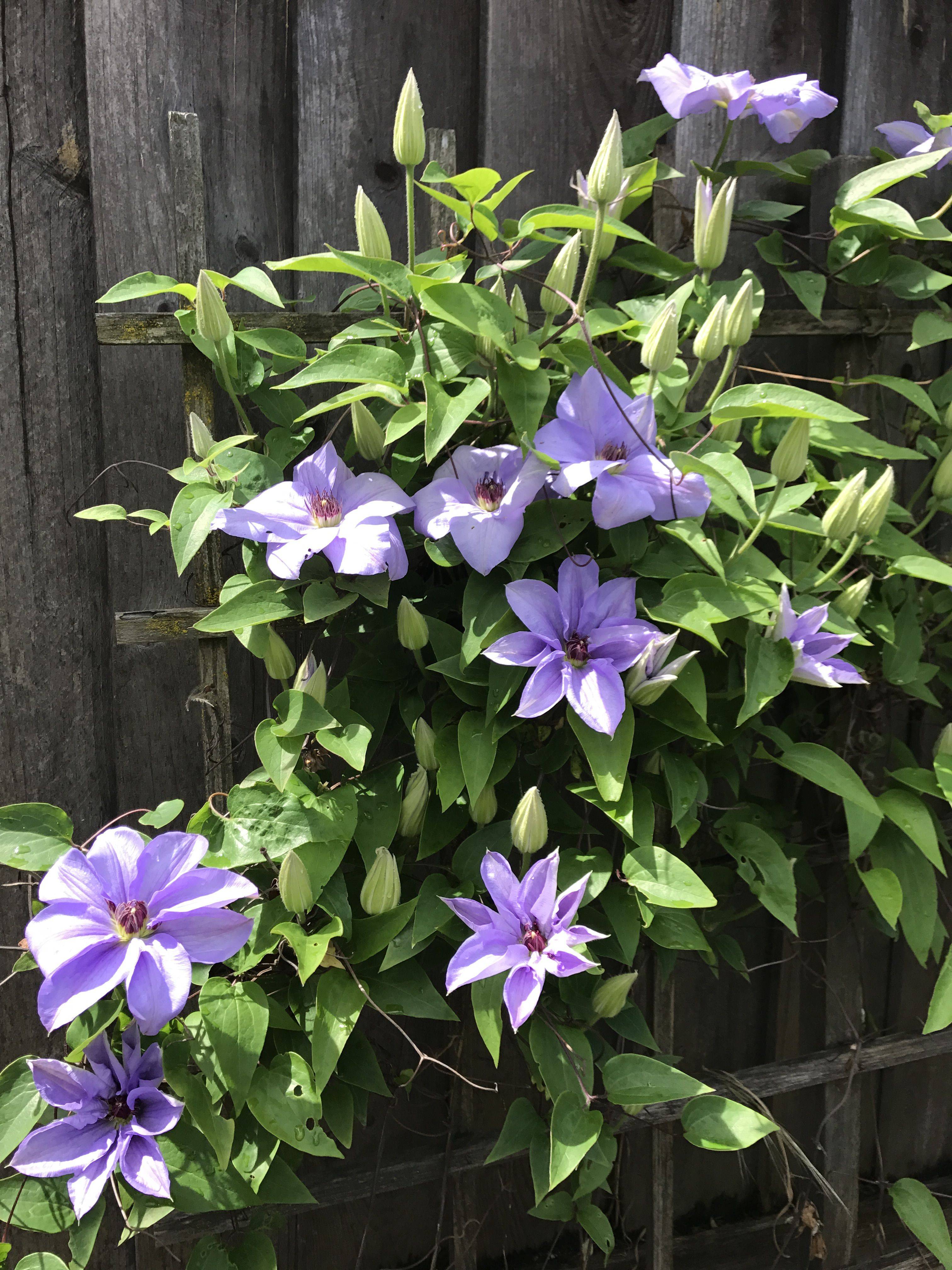 19 Clematis Garden Ideas Worth to Check | SharonSable