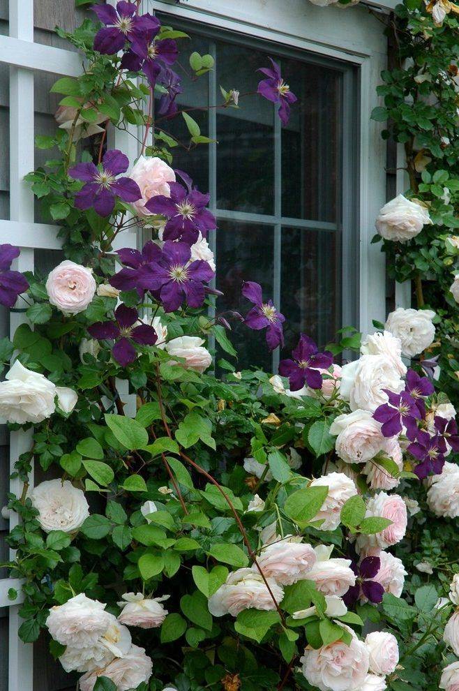 19 Clematis Garden Ideas Worth to Check | SharonSable