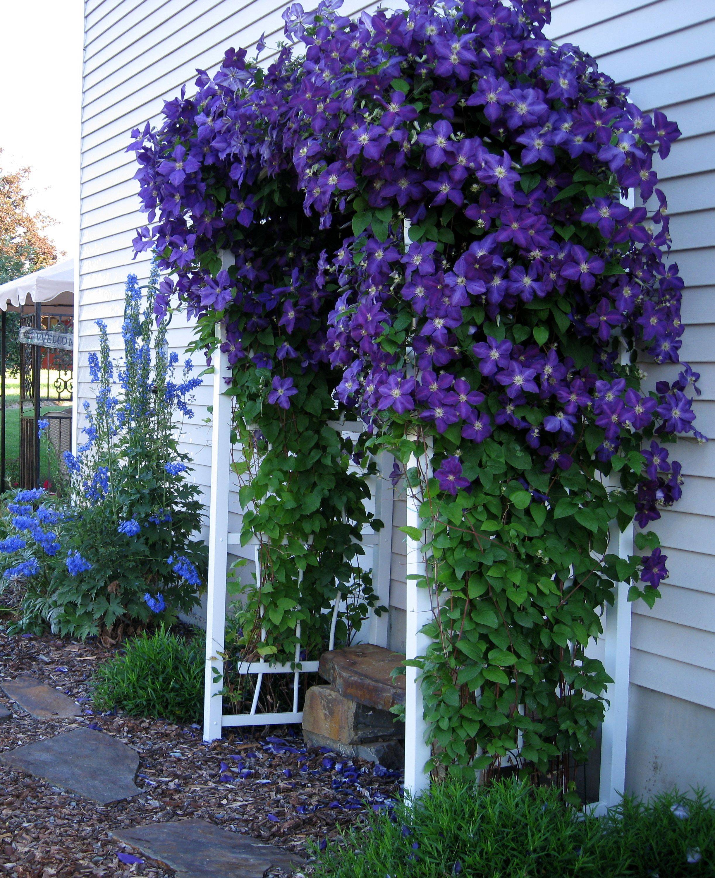 19 Clematis Garden Ideas Worth to Check | SharonSable
