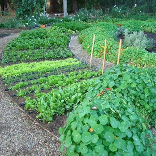 20 Edible Garden Planner Ideas Worth a Look | SharonSable