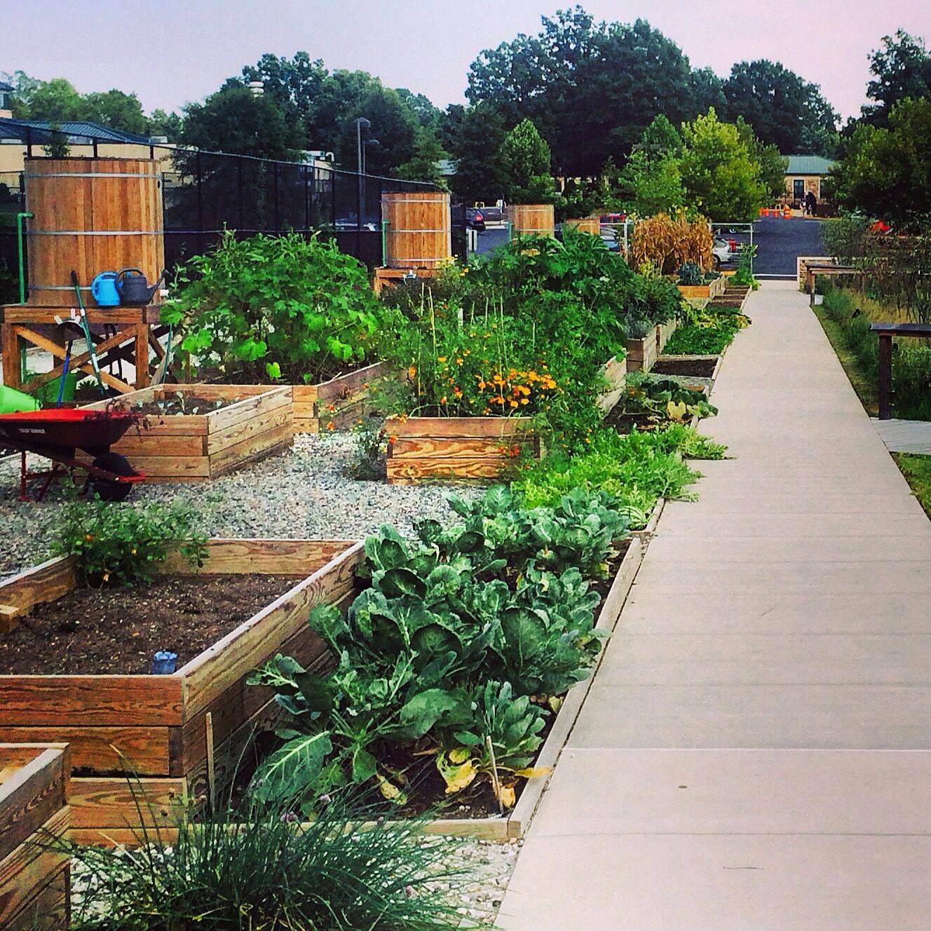 22 Edible School Garden Ideas You Should Check | SharonSable