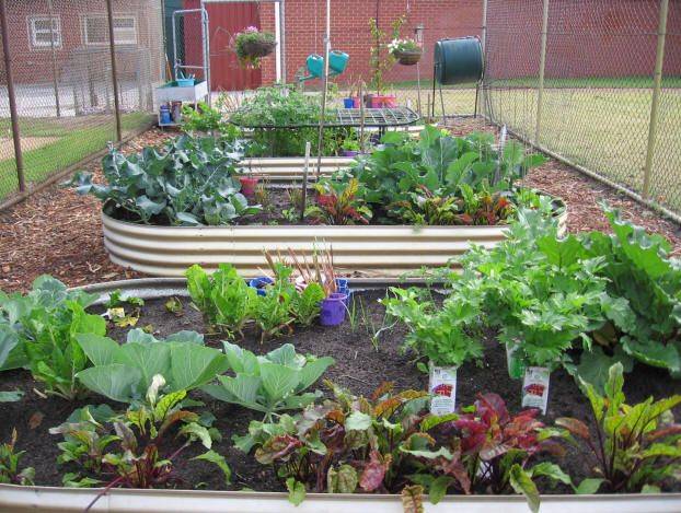 22 Edible School Garden Ideas You Should Check | SharonSable