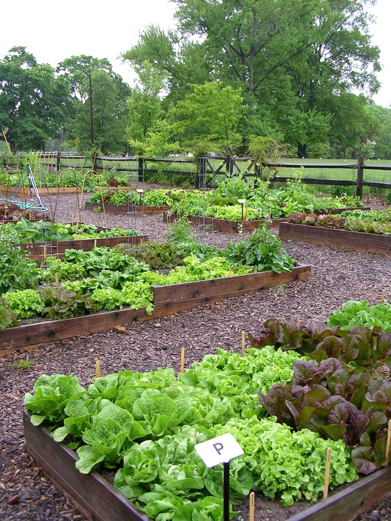 21 Food Garden Layout Ideas You Cannot Miss | SharonSable