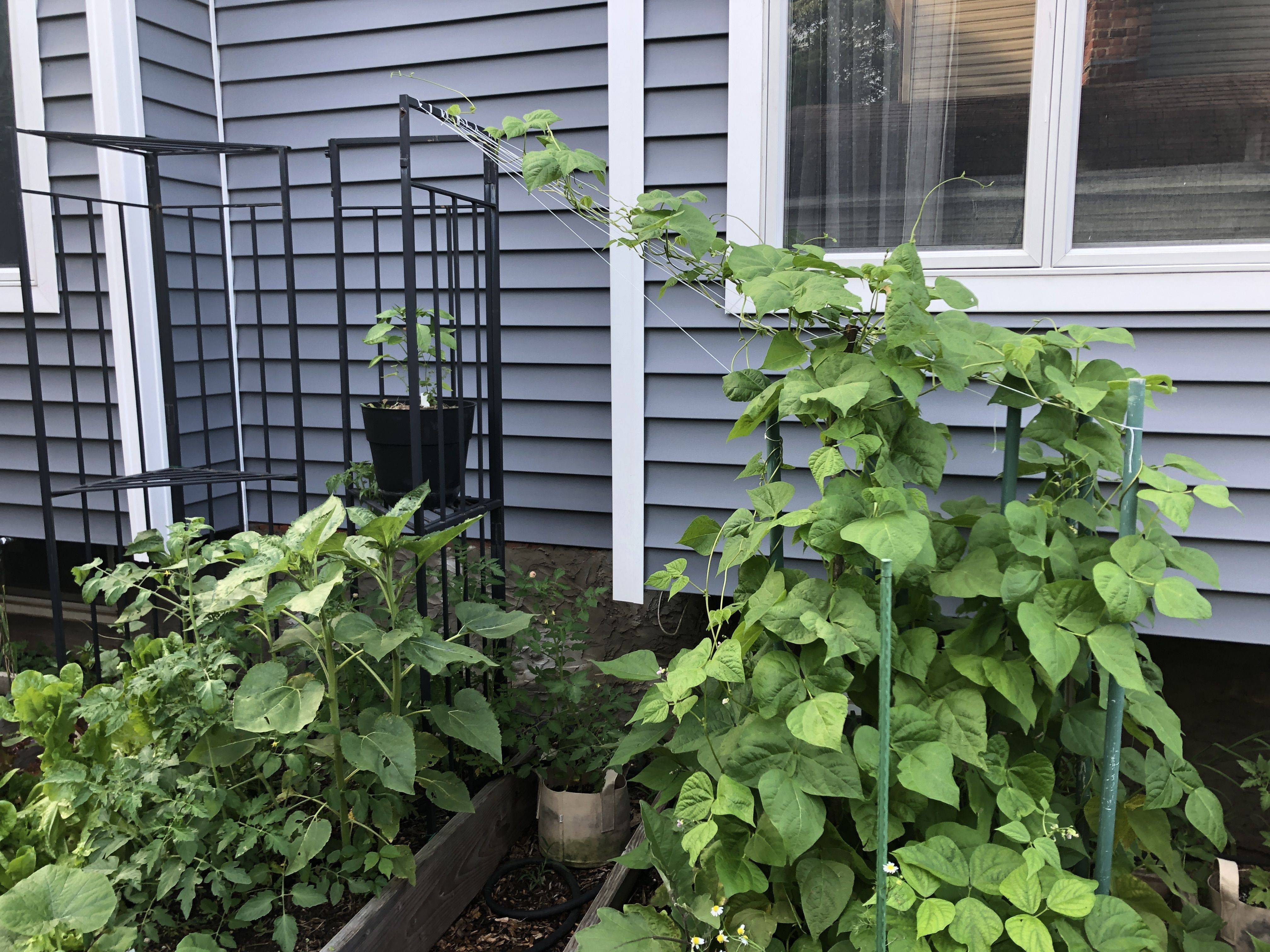 18 Garden String Trellis Round Ideas You Should Check | SharonSable