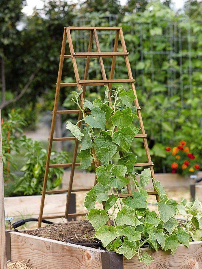 18 Garden String Trellis Round Ideas You Should Check | SharonSable