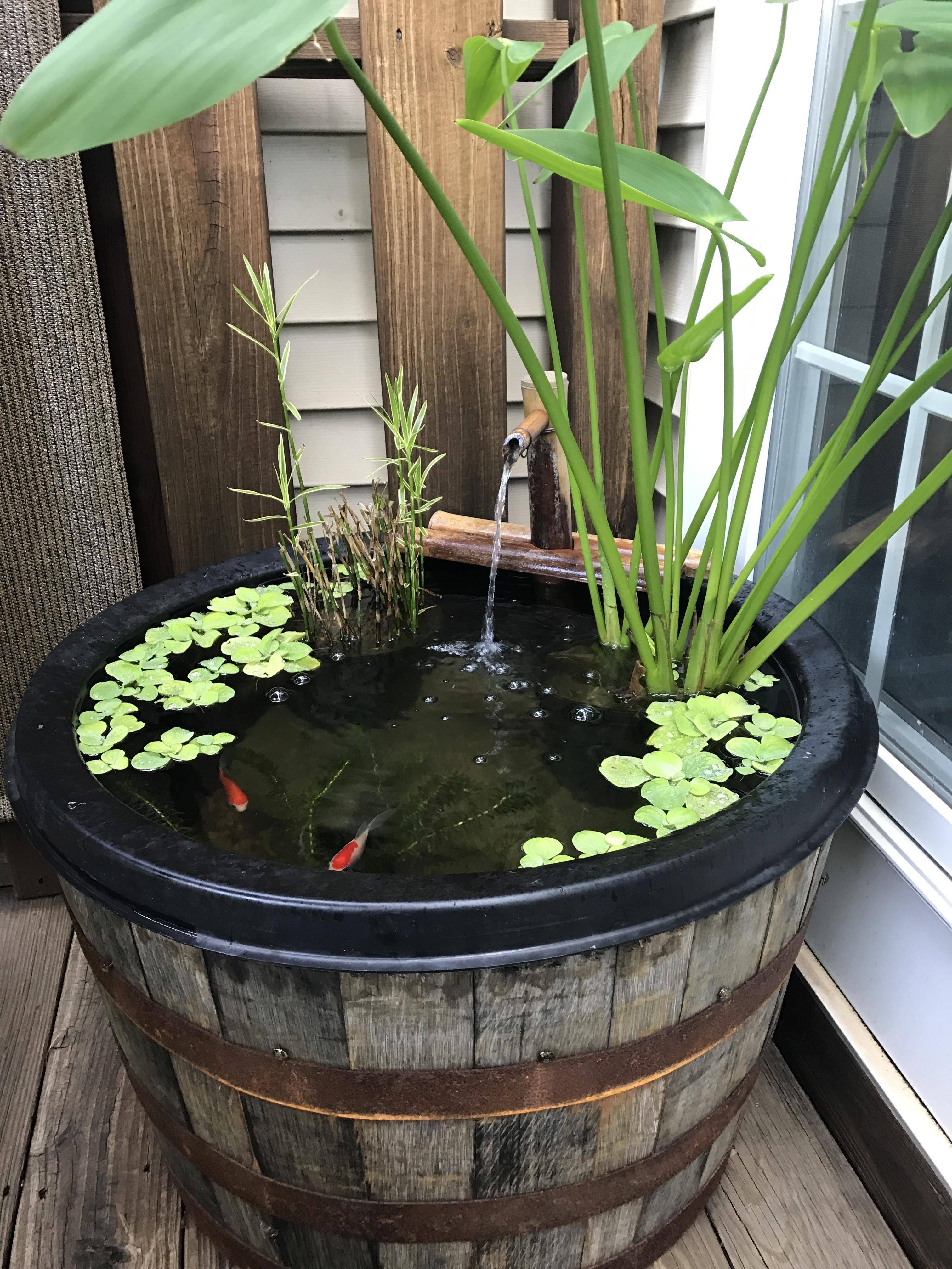 19 Container Water Garden with Fish Ideas For This Year | SharonSable