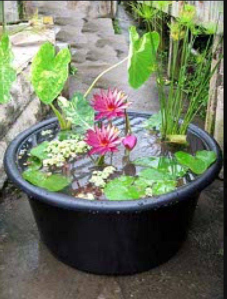 18 Water Garden Containers Large Ideas To Consider | SharonSable