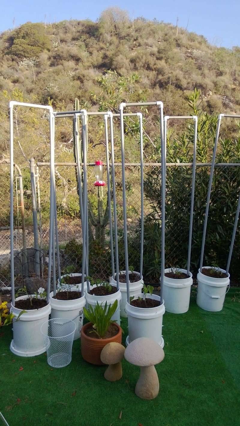 25 Container Garden Trellis Ideas You Cannot Miss | SharonSable