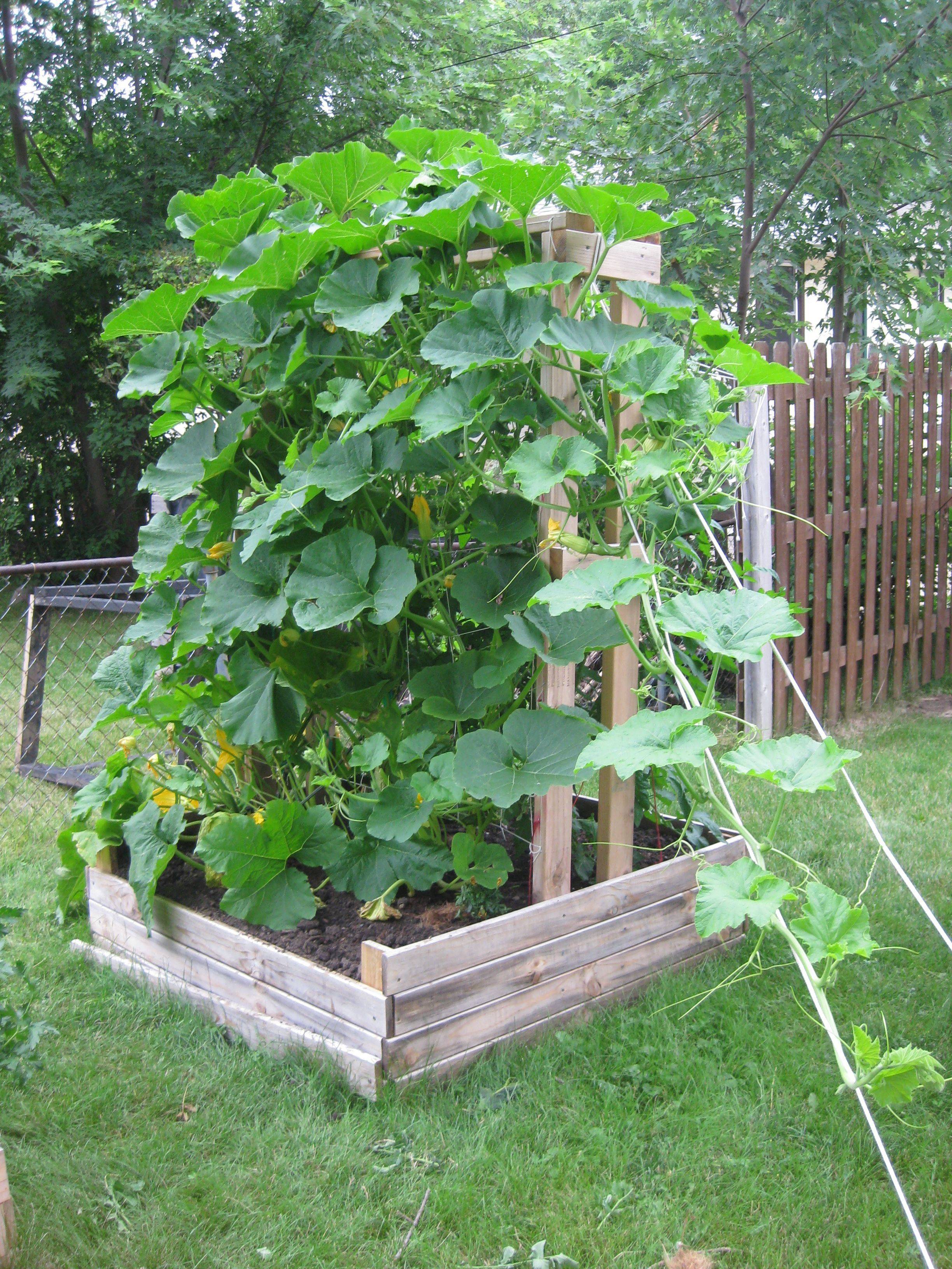 25 Container Garden Trellis Ideas You Cannot Miss | SharonSable