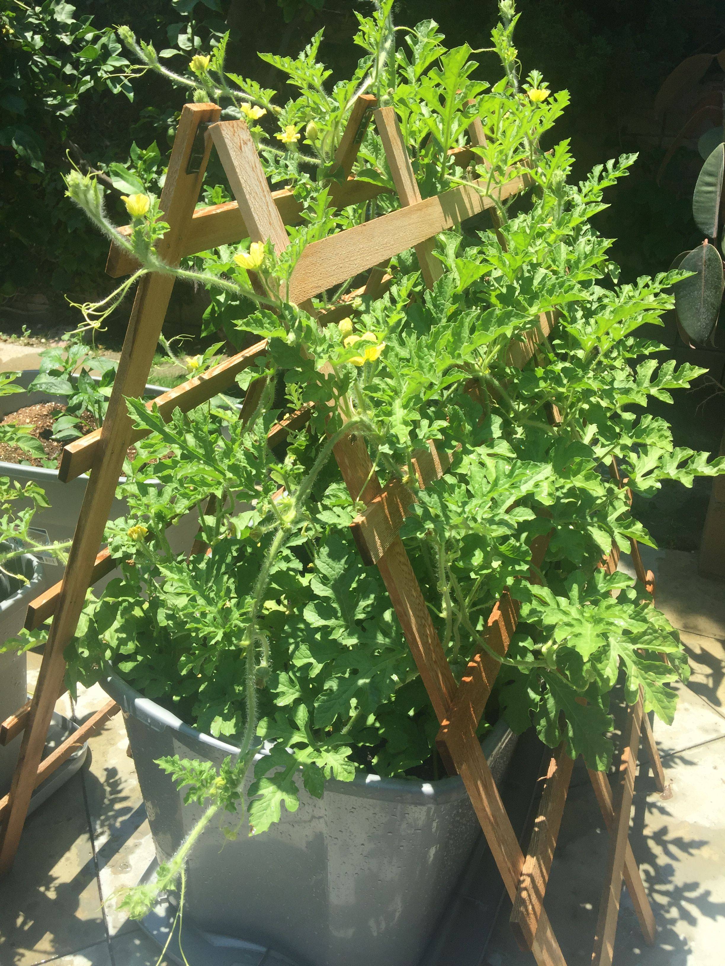 25 Container Garden Trellis Ideas You Cannot Miss | SharonSable