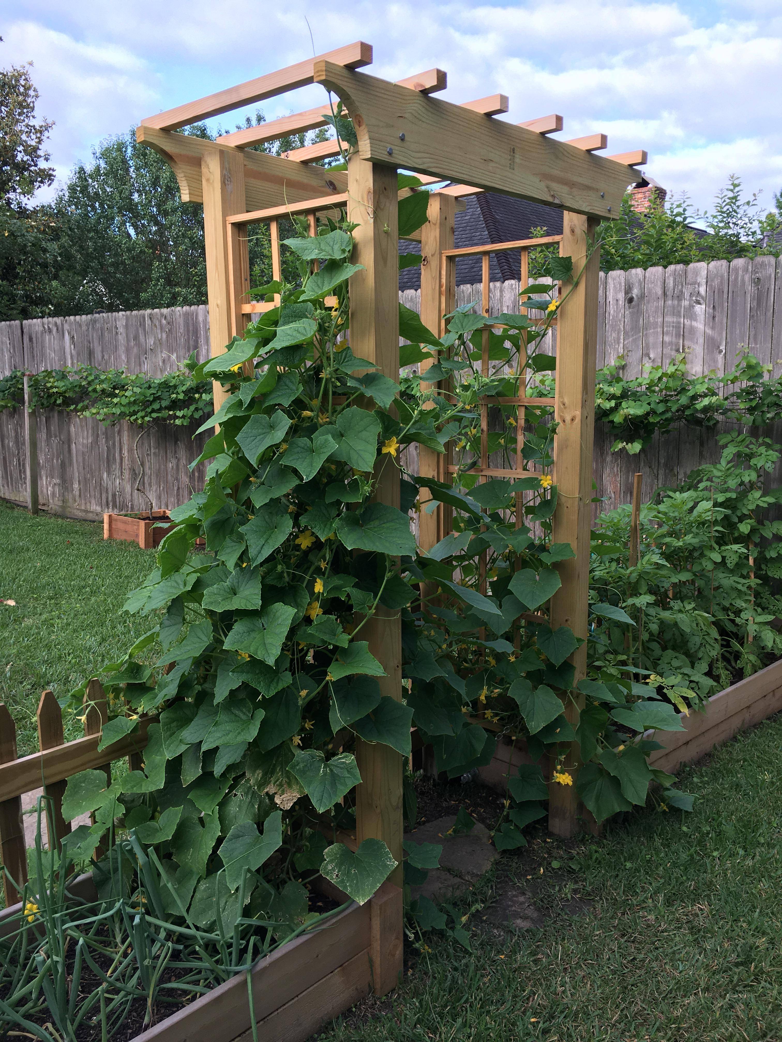 20 English Garden Trellis Ideas To Consider | SharonSable