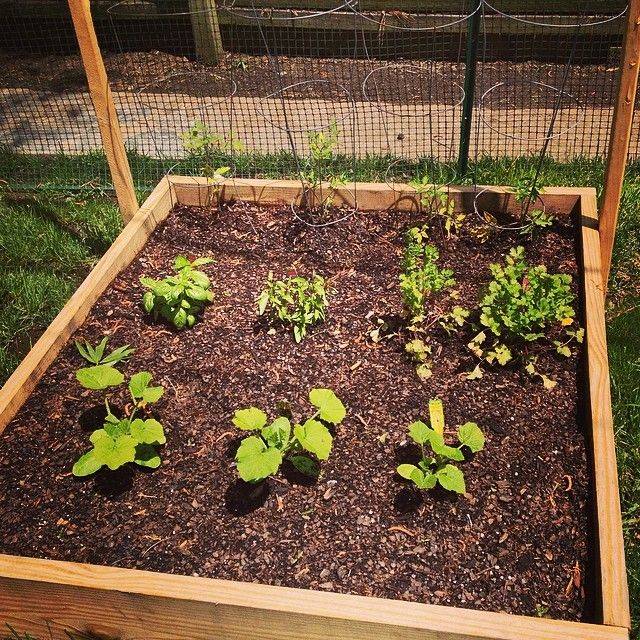 22 Square Foot Garden Boxes Ideas To Consider | SharonSable