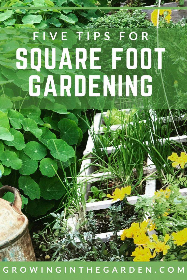 18 Square Foot Gardening Basics Ideas To Consider | SharonSable