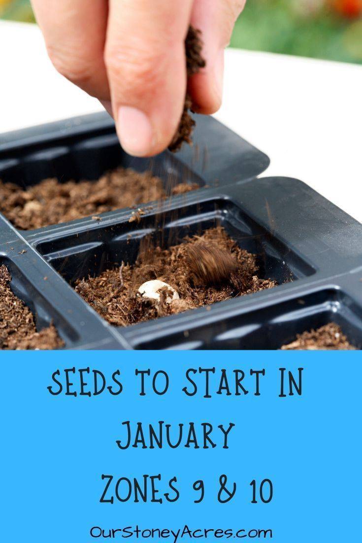 20 Zone 9 Vegetable Garden Layout Ideas Worth a Look | SharonSable