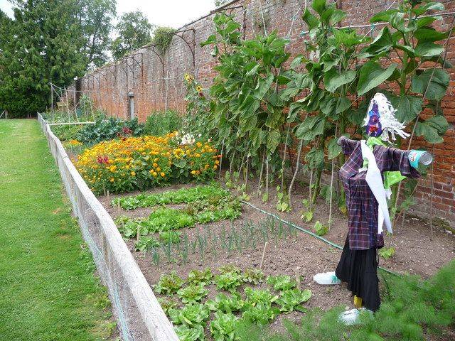 20 Homestead Vegetable Garden Ideas You Must Look | SharonSable