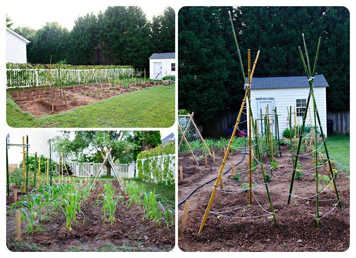 19 Cucumber Square Foot Gardening Ideas You Cannot Miss | SharonSable