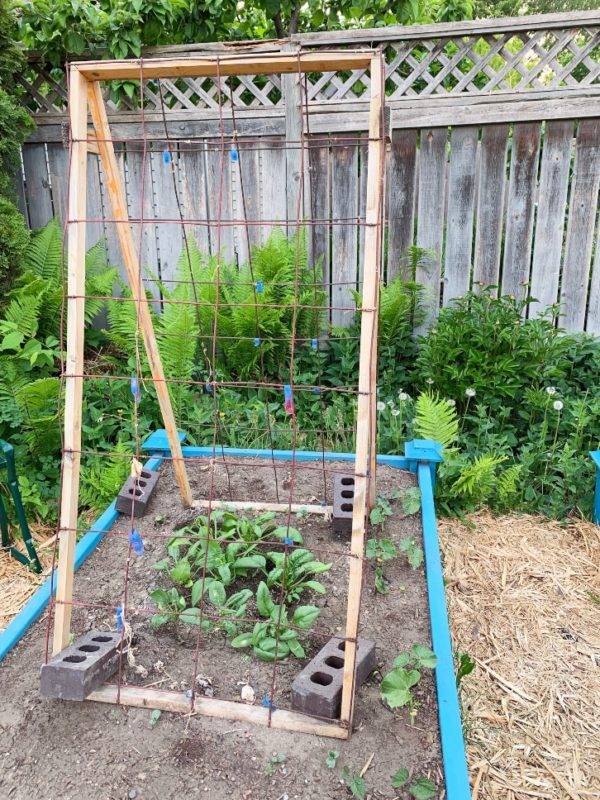 19 Cucumber Square Foot Gardening Ideas You Cannot Miss | SharonSable