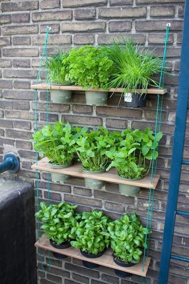 25 Creative Indoor Vegetable Garden Ideas You Should Check | SharonSable