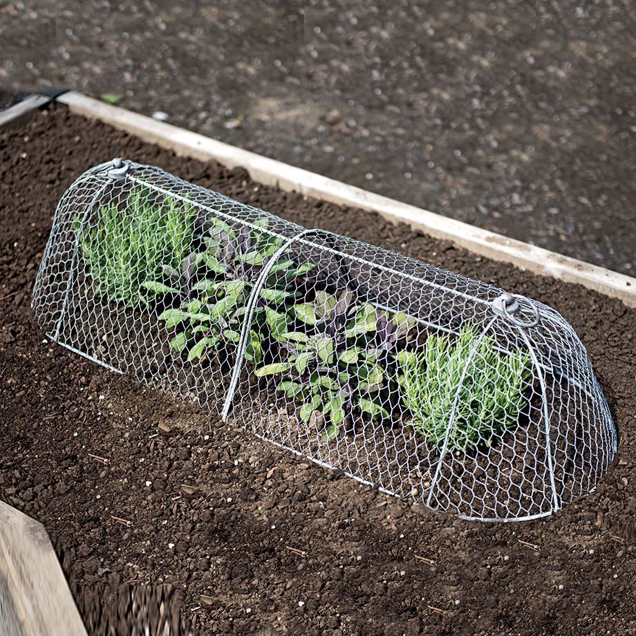 23 Raised Bed Garden with Chicken Wire Ideas To Consider | SharonSable