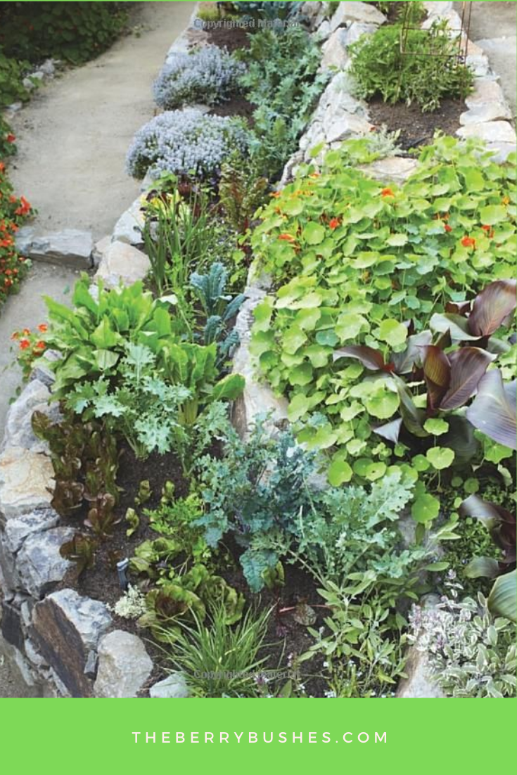 22 Front Yard Edible Garden Plan Ideas You Cannot Miss | SharonSable