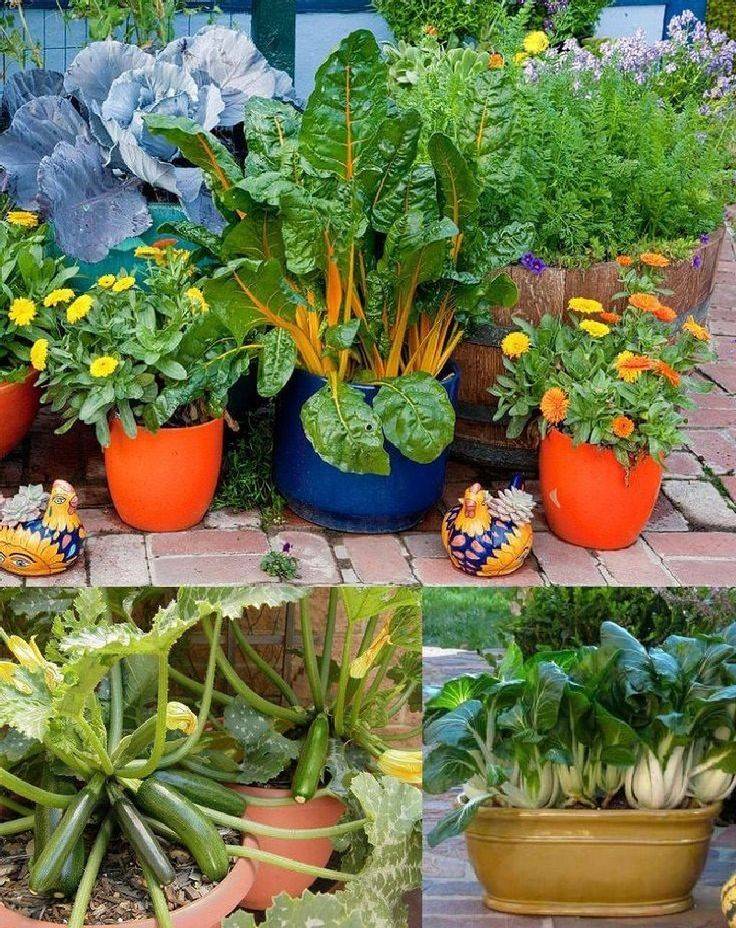 22 Edible Container Garden Ideas You Should Look | SharonSable