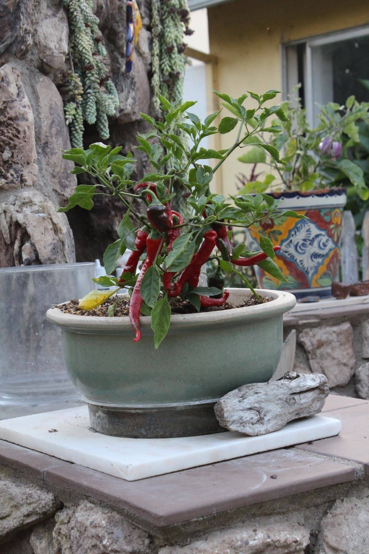 22 Edible Container Garden Ideas You Should Look | SharonSable