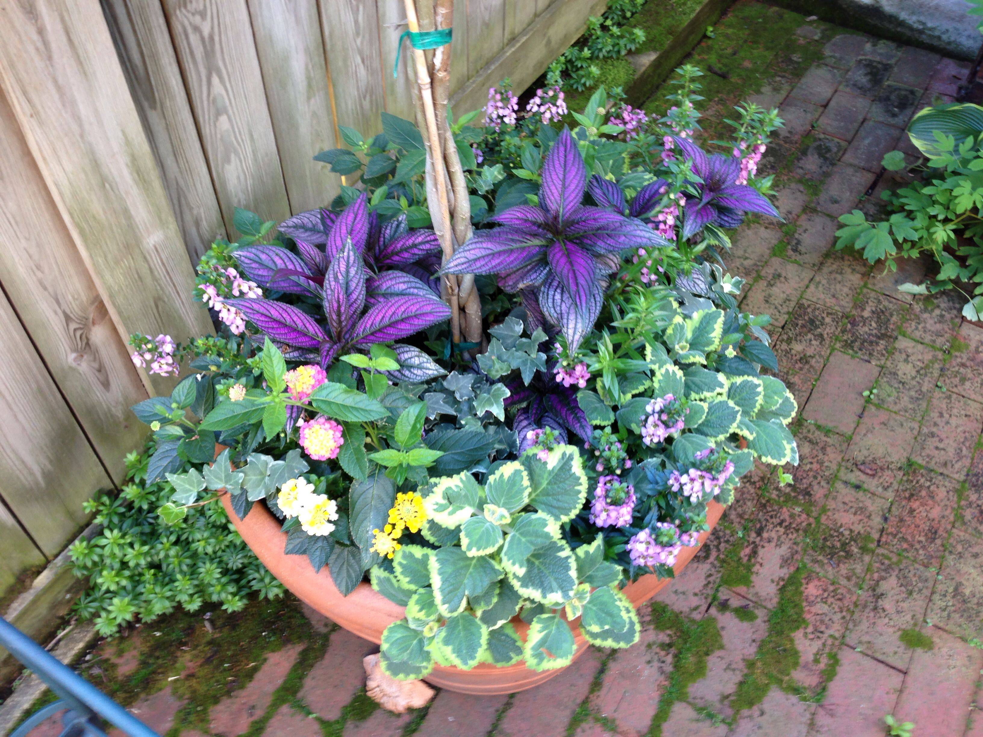 22 Edible Container Garden Ideas You Should Look | SharonSable