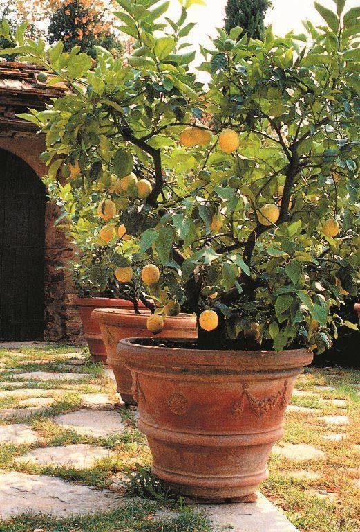 14 Lemon Garden Ideas To Try This Year | SharonSable