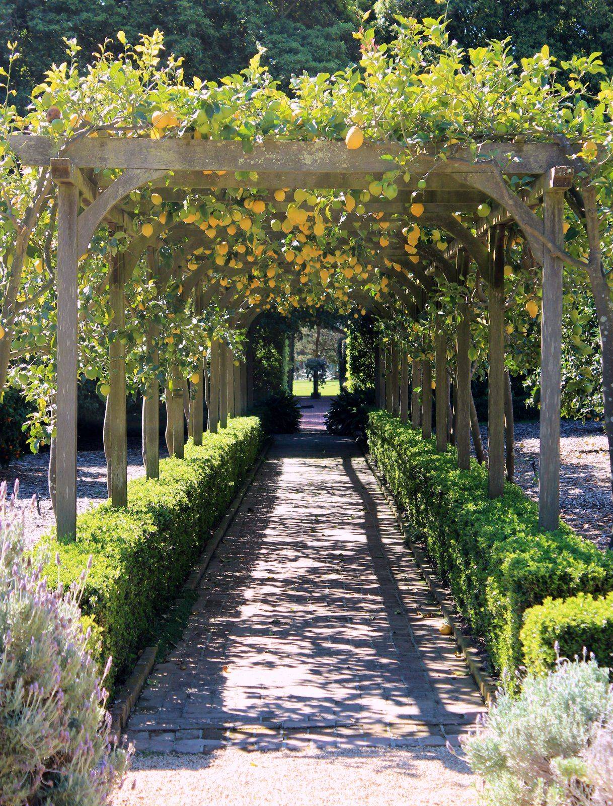 14 Lemon Garden Ideas To Try This Year | SharonSable