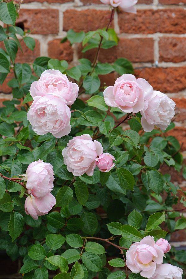 20 Generous Gardener Rose Ideas To Consider | SharonSable
