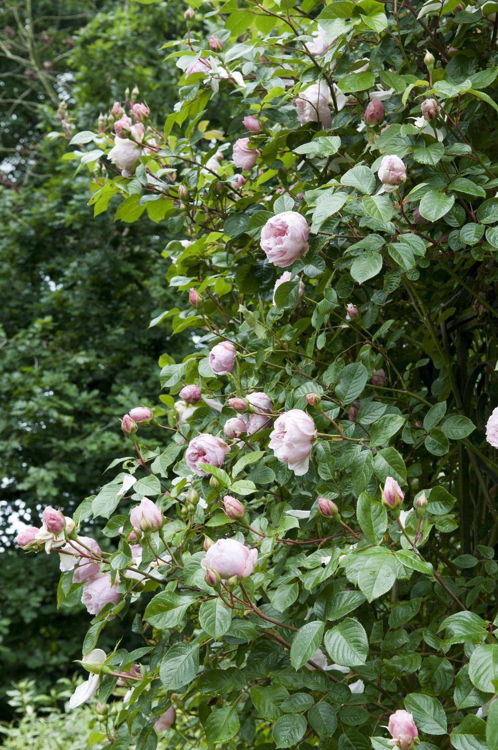 20 Generous Gardener Rose Ideas To Consider | SharonSable