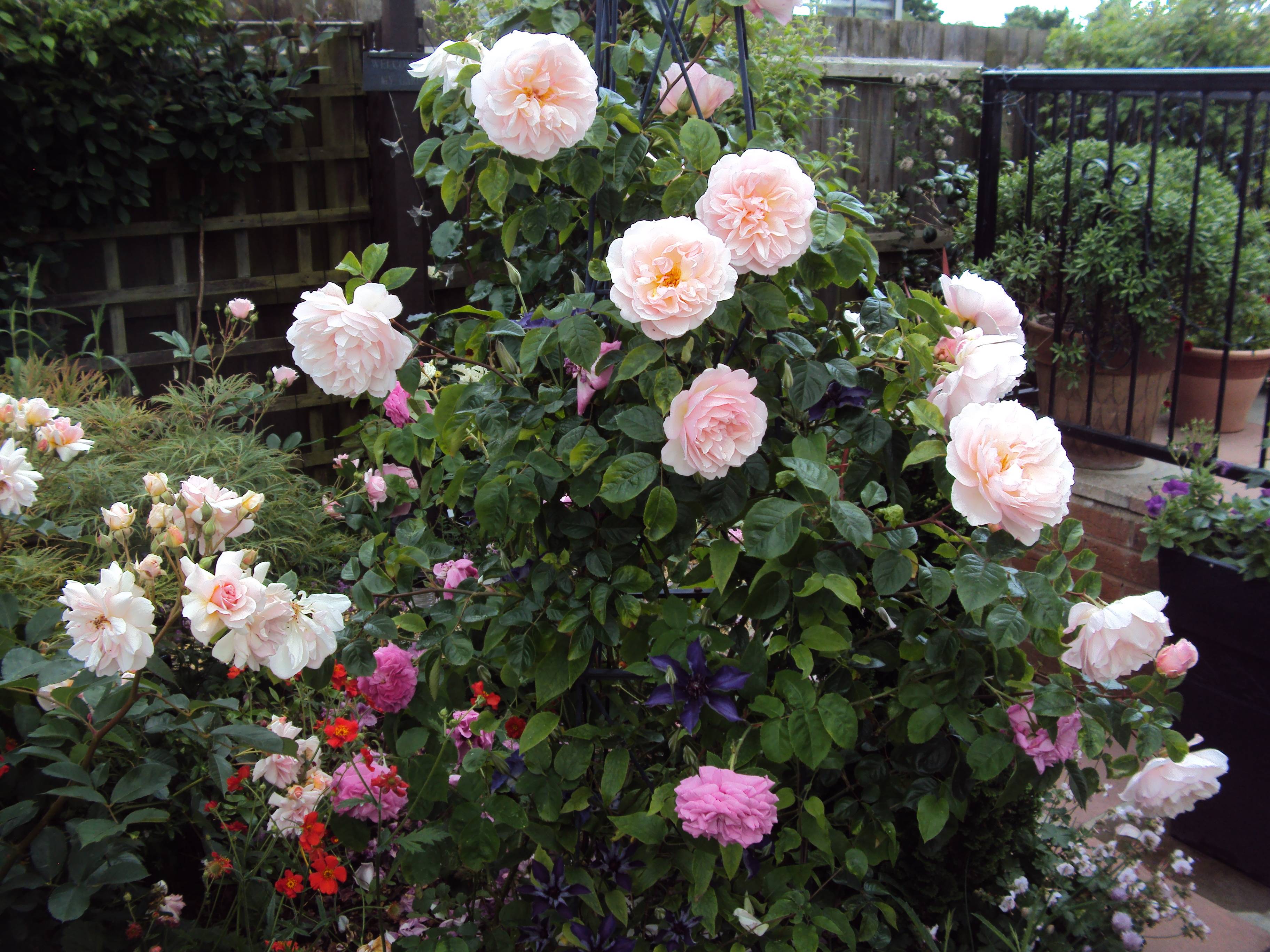 20 Generous Gardener Rose Ideas To Consider | SharonSable