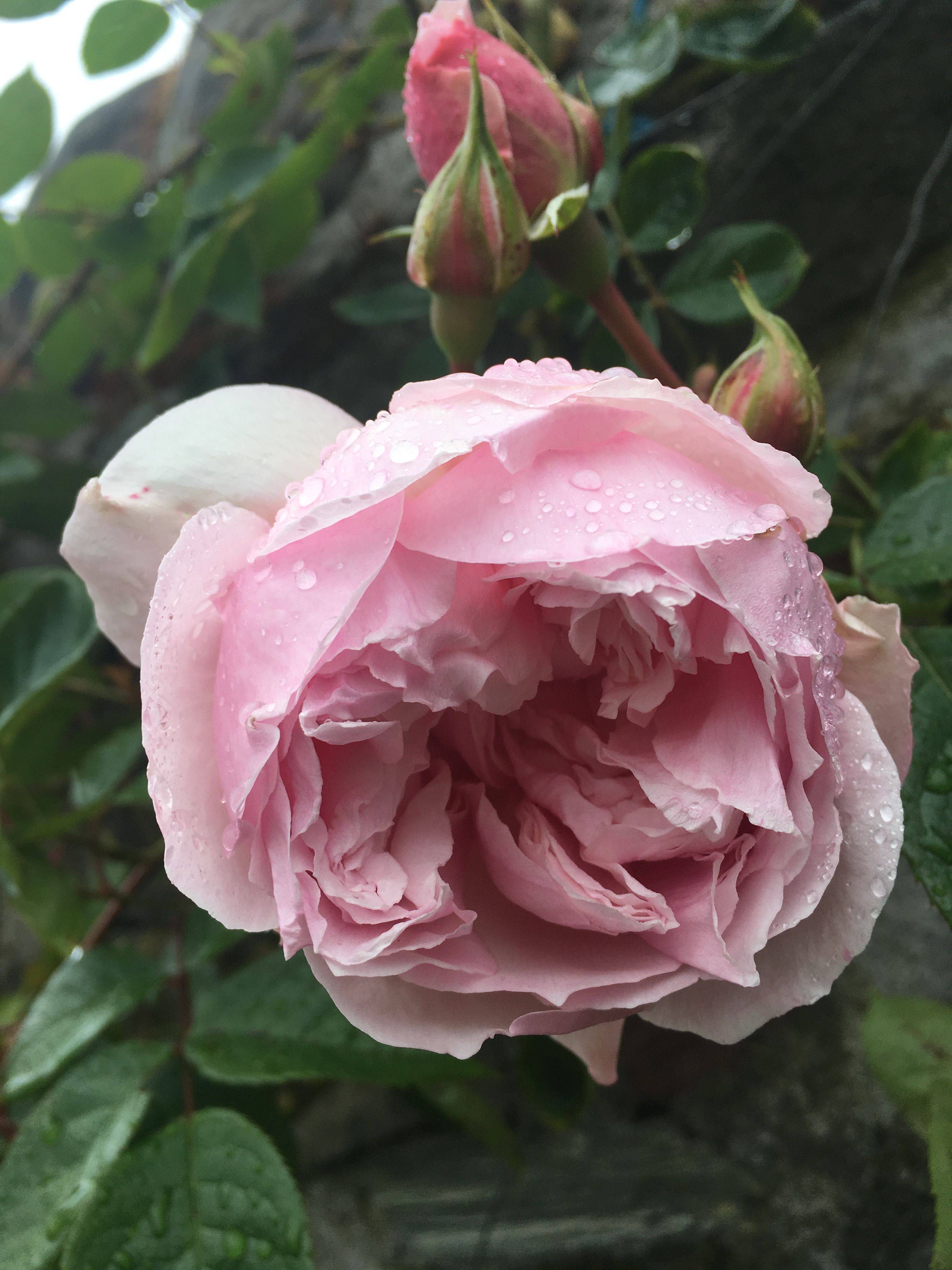 20 Generous Gardener Rose Ideas To Consider | SharonSable