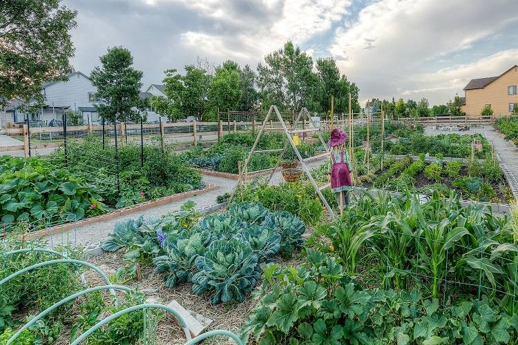 18 How to Start a Community Garden Ideas You Should Look | SharonSable