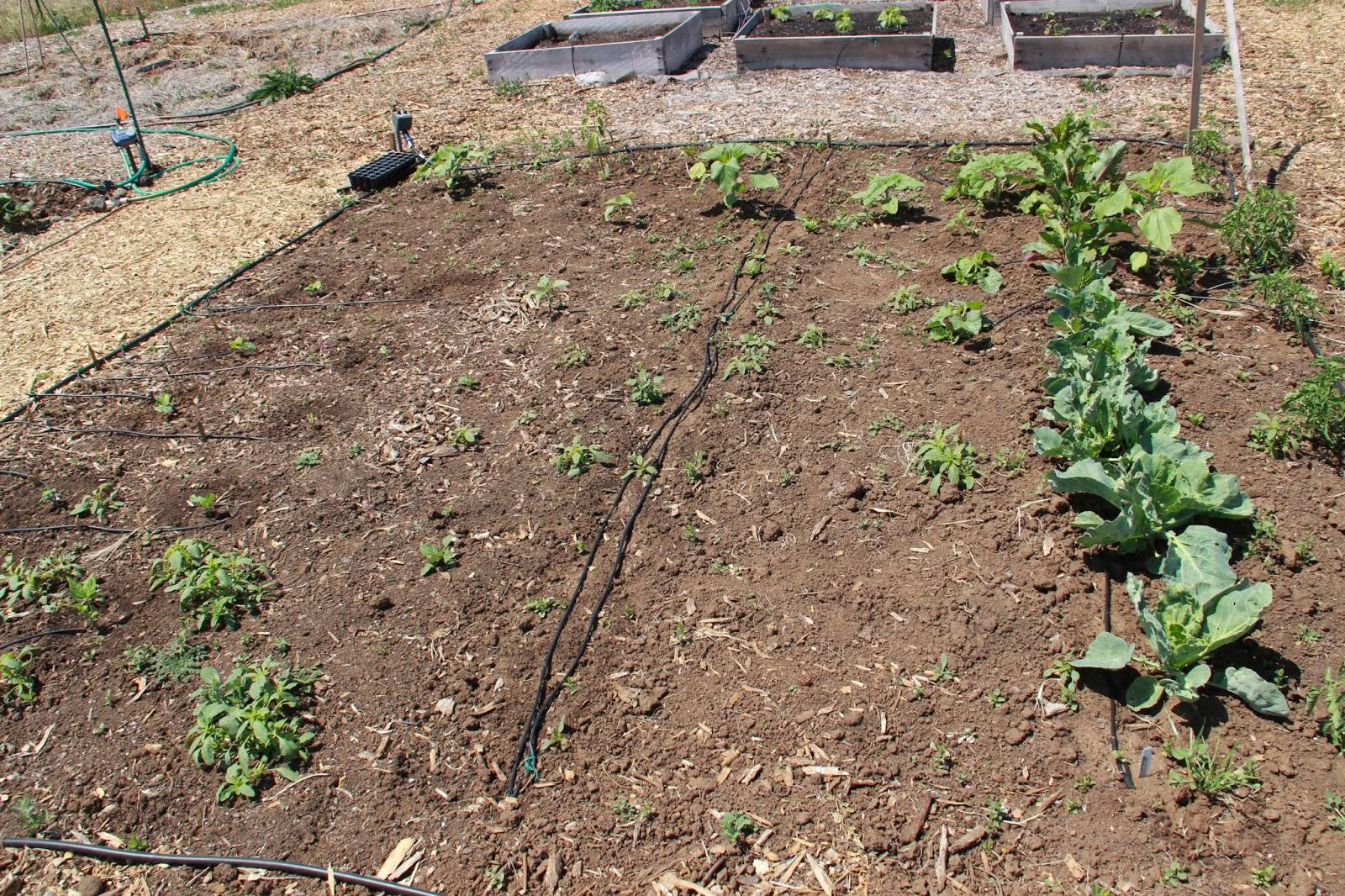 23 Community Garden Plot Layout Ideas Worth to Check | SharonSable